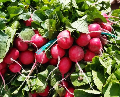 Rábano – Maquisemillas